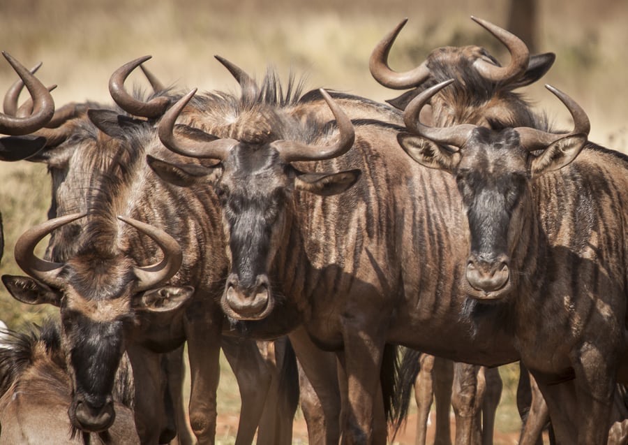 Gnus Almanac